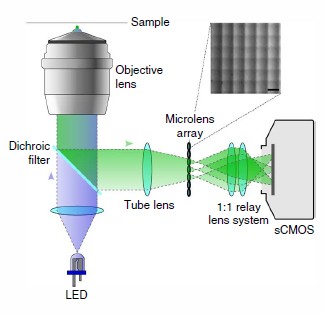 Brain Imaging with Microscopy - Novus Light Today