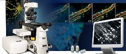 Neuroscience 2013: Nikon launches multiphoton system for deeper tissue ...