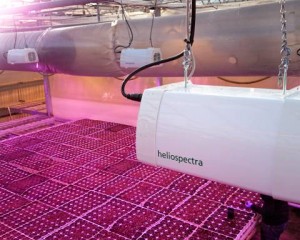 Intelligent Lighting in Medical Grow Facility on Prince Edward Island ...