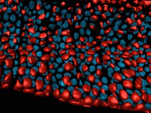 Bitplane's Imaris 9.0: Analysis of extremely large images - Novus Light ...