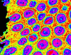 Quantum Cascade Lasers Shine a New Light on Infrared Microscopy - Novus ...